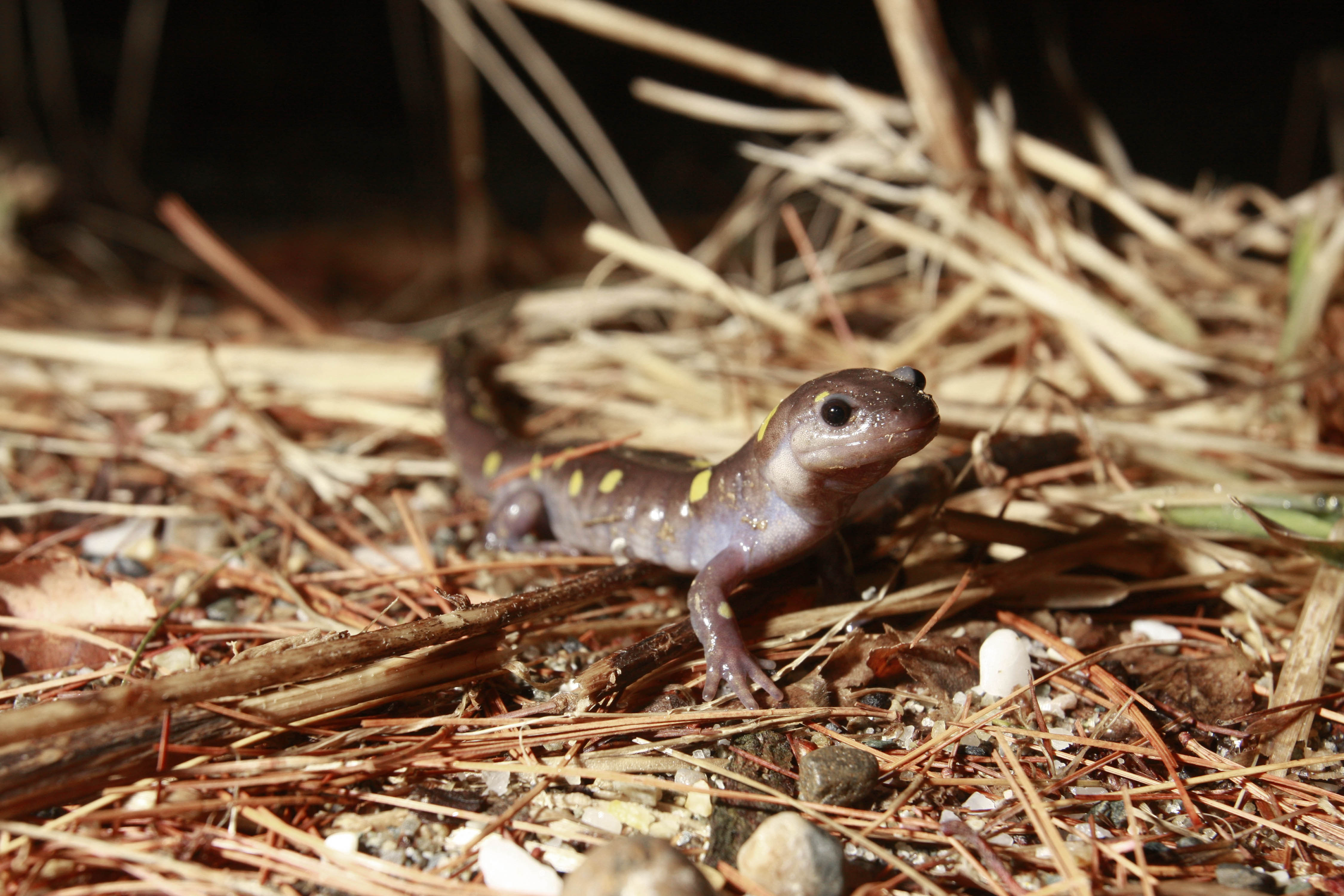 Salamanders get help crossing road | News, Sports, Jobs - Lawrence ...